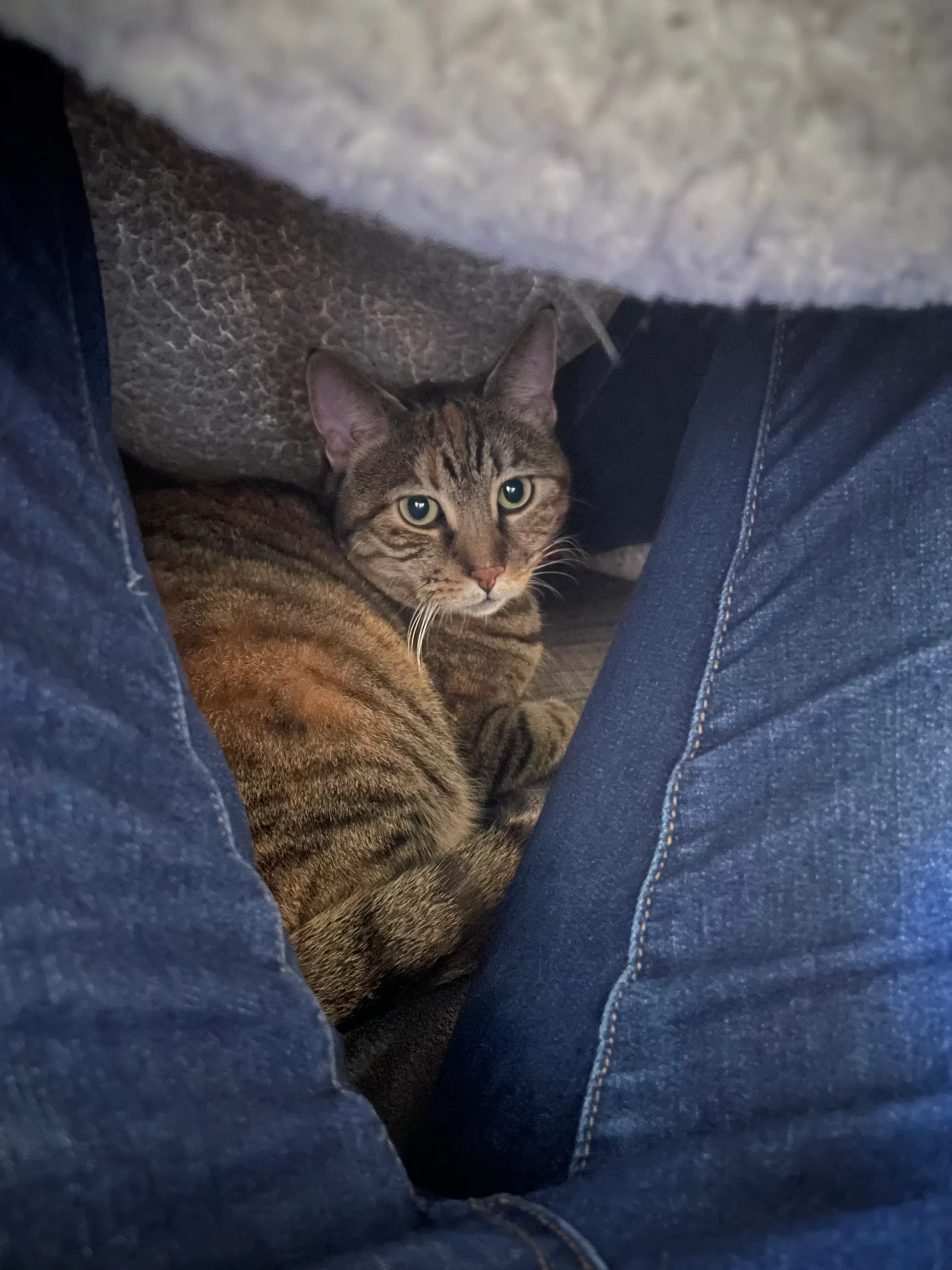 Find your Glimmers - The Therapy Cat