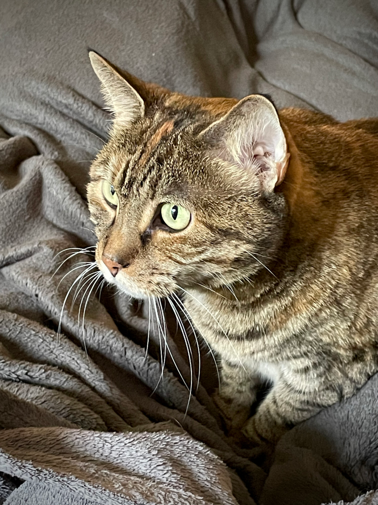 Discover your inner compass - The Therapy Cat